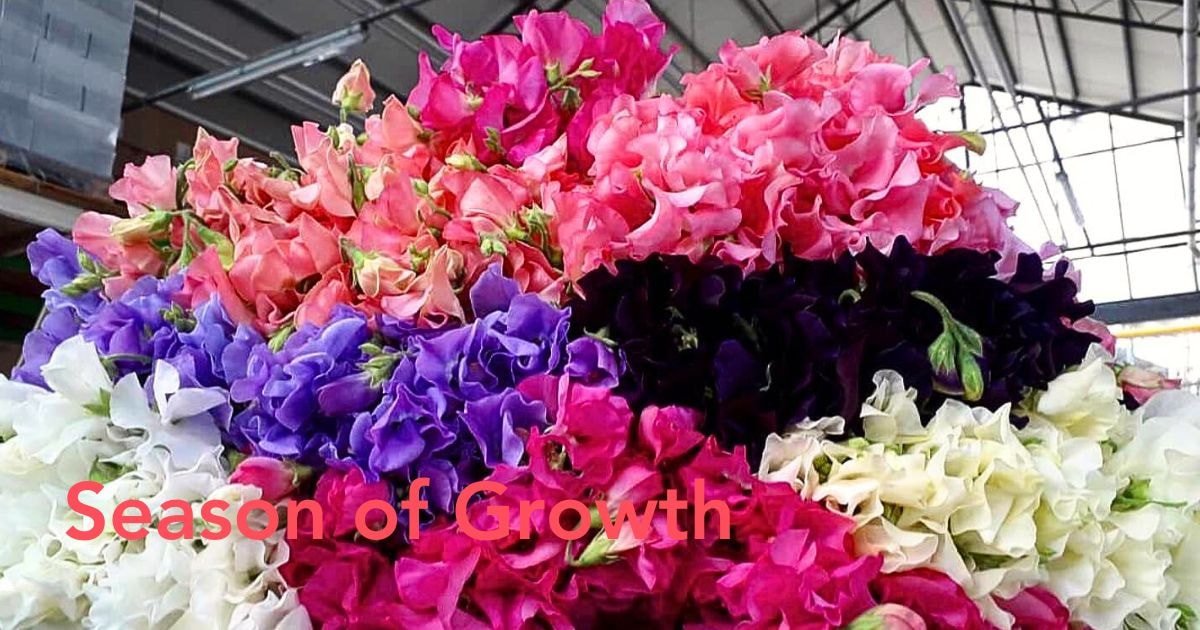 April Birth Flowers Daisy and Sweet Pea Meaning Guide