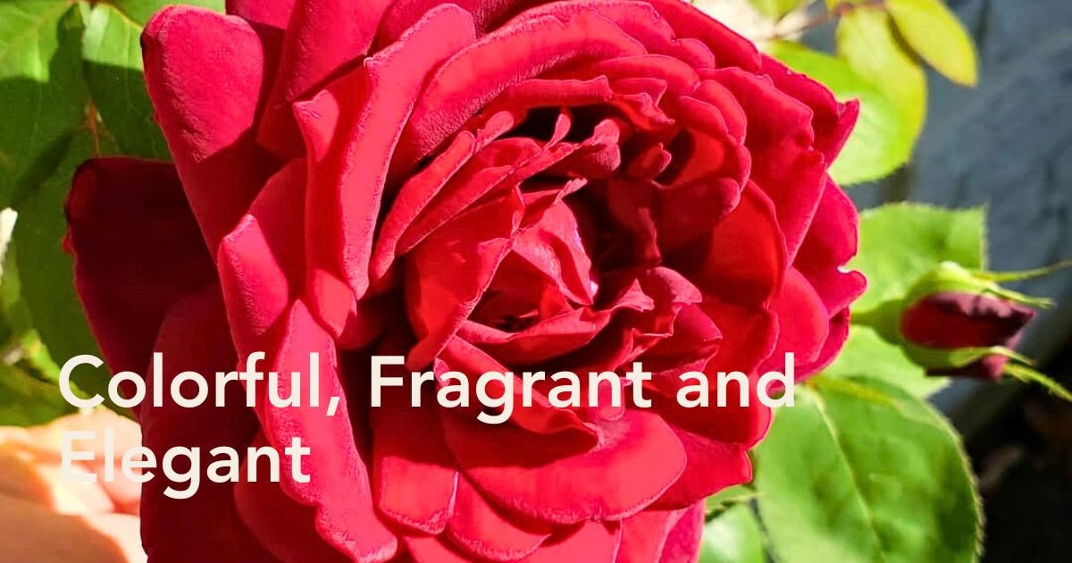 Discover the Beauty of the Oklahoma Rose, a Must-Have for Your Garden