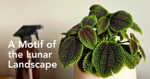 Pilea Moon Valley: Care Guide for the Friendship Plant