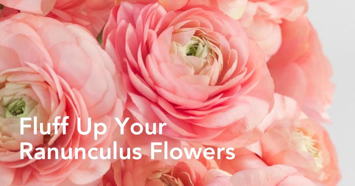 The Secrets to Keeping Ranunculus Ruffled, Fluffy, and Fabulous