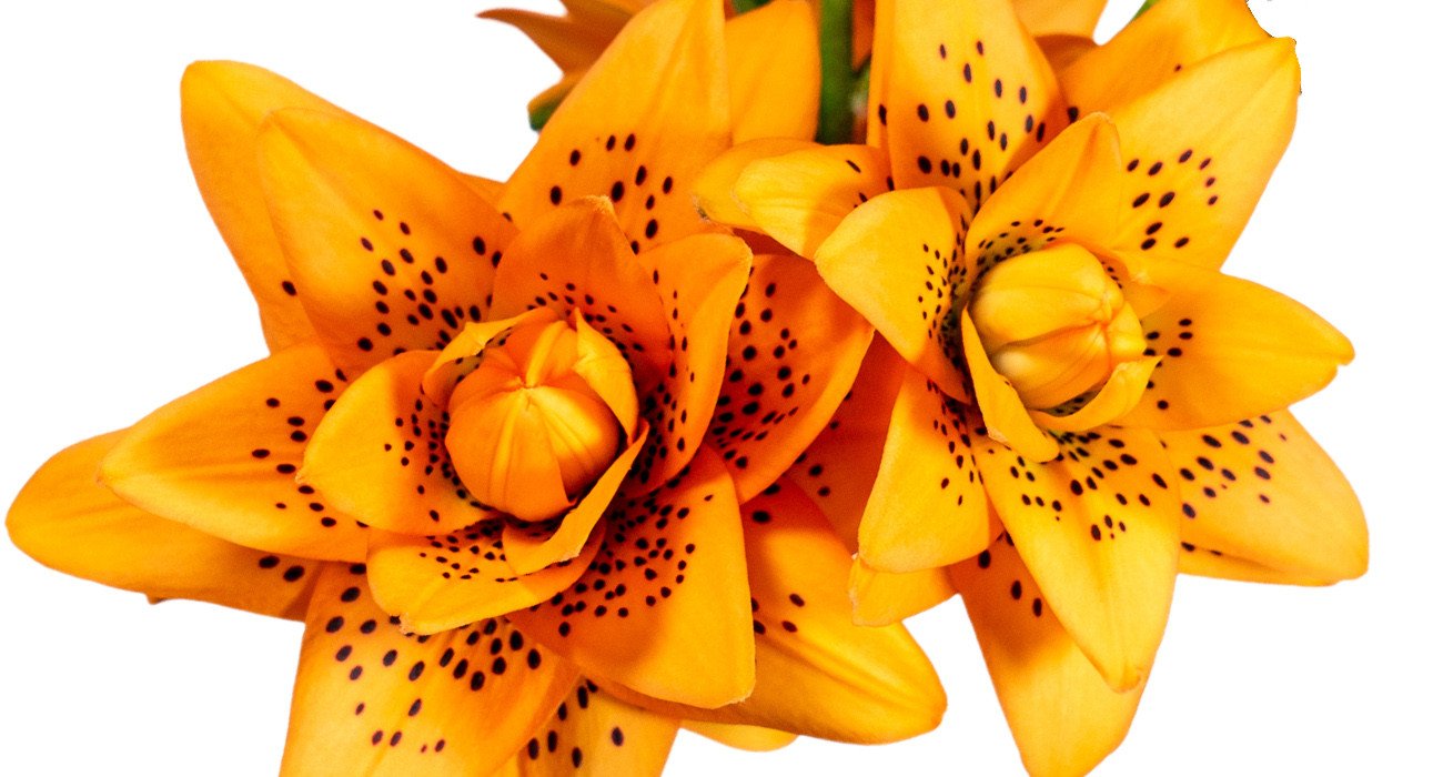 Lily Dutch Design - Product on Thursd