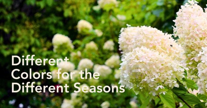 Limelight Hydrangea: Typical Color-Shifting Paniculate Shrub