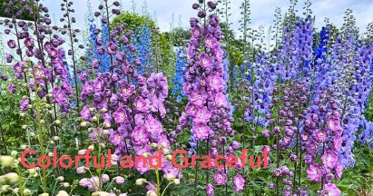 Delphinium Meaning: Color Symbolism & Cultural Lore