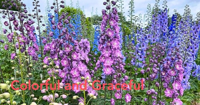 Delphinium Meaning: Color Symbolism & Cultural Lore