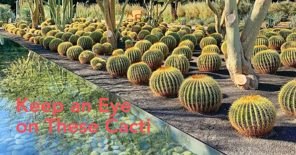 5 Poisonous Cacti to Keep Away From Children and Pets
