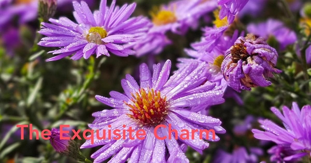 Virgo Flower Meaning - Chrysanthemum and Aster Explained