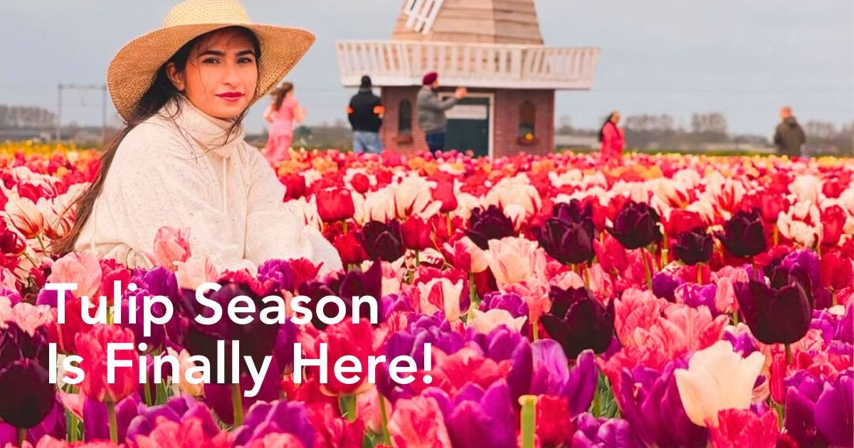 Where to See Tulip Fields and Keukenhof in Holland