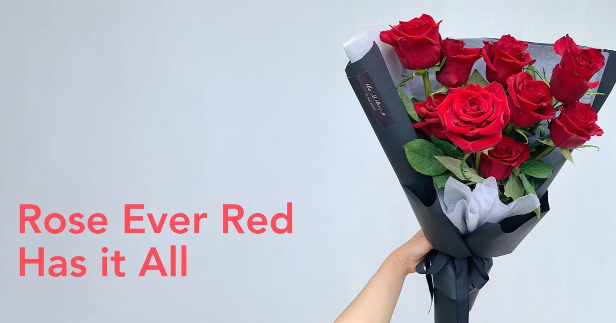 Ever Red Rose - The Best Red Rose