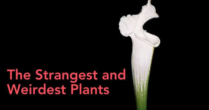 10 Strangest Plants in the World That Will Give You Chills