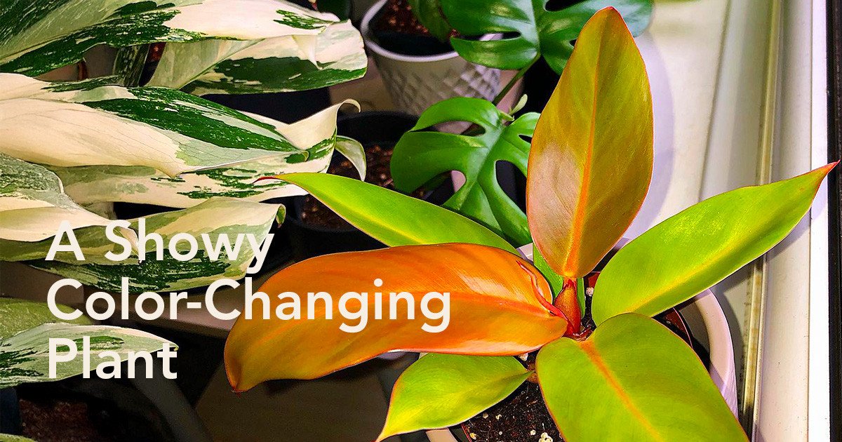 Philodendron Prince of Orange: Color, Size & Care Tips