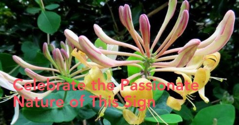 Aries Flowers: Honeysuckle & Thistle Meaning