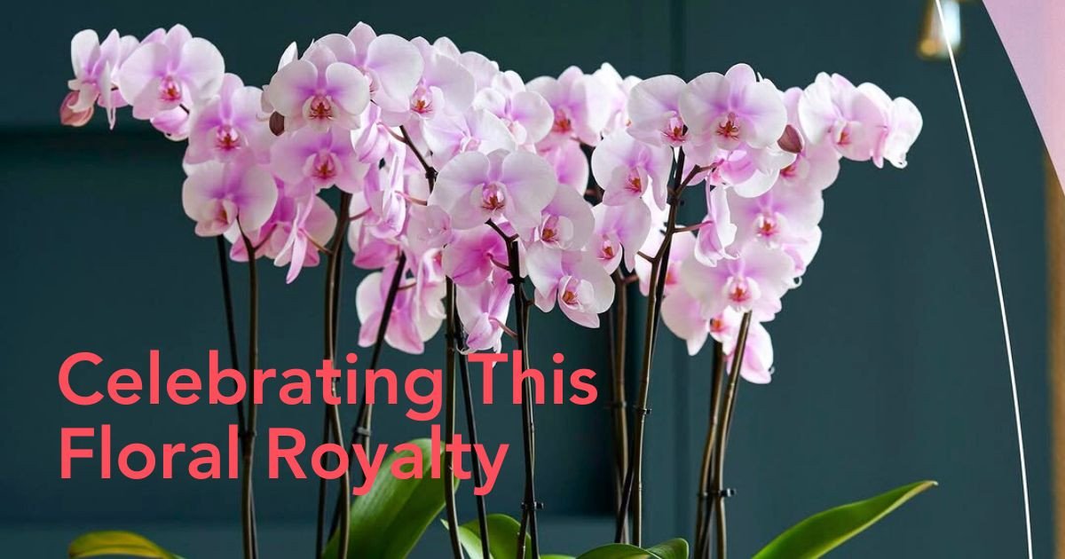 National Orchid Day Celebrates One of Nature's Most Beautiful Flowers