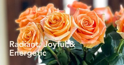 Understanding Orange Roses Meaning and Their Significance