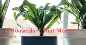 Guide to Caring for Your Dracaena Janet Craig Plant