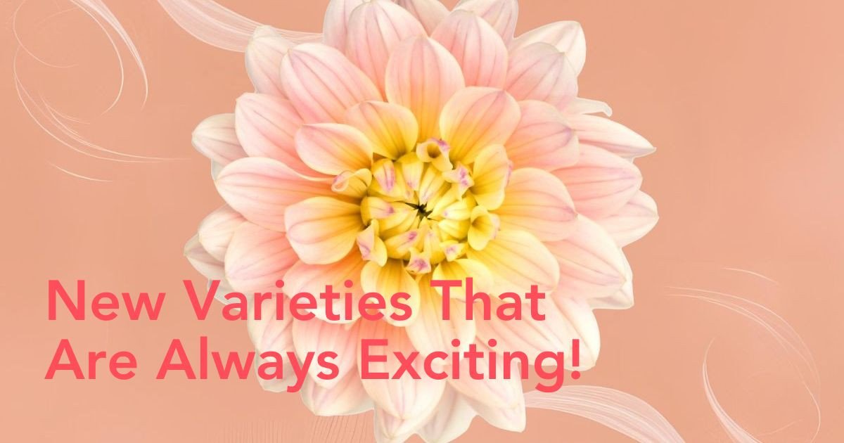 Alexandra Farms Adds 8 Garden Roses & 3 Dahlias for 2025