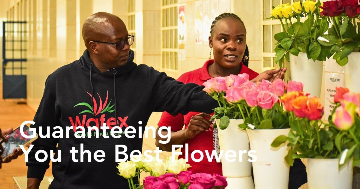 Quality Assurance and Logistics in Flower Sourcing at Wafex Kenya