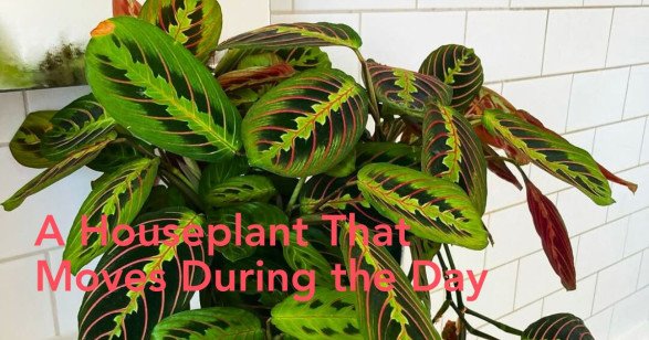The Prayer Plant Is an Easy-to-Care-for Unique Houseplant
