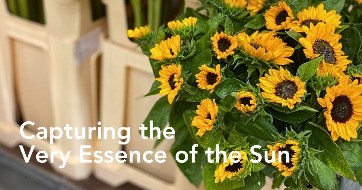 Helianthus Sunrich Orange Adds a Radiant Elegance to Designs
