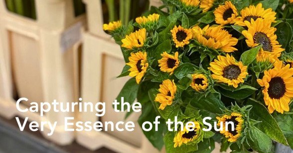 Helianthus Sunrich Orange Adds a Radiant Elegance to Designs