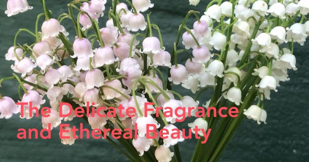 May Birth Flower Is the Fragrant Lily of the Valley