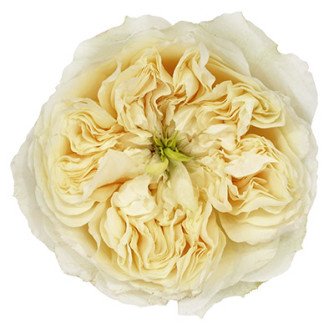 Rose Enid | Product Featured on Thursd.com