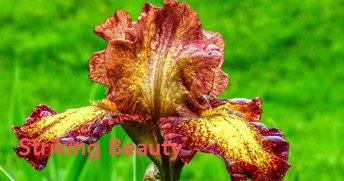 Iris Flower Meaning and Symbolism