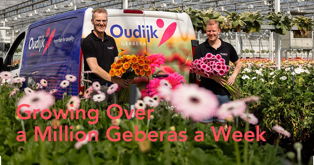 Oudijk Gerbera's 80 Shades of Mini