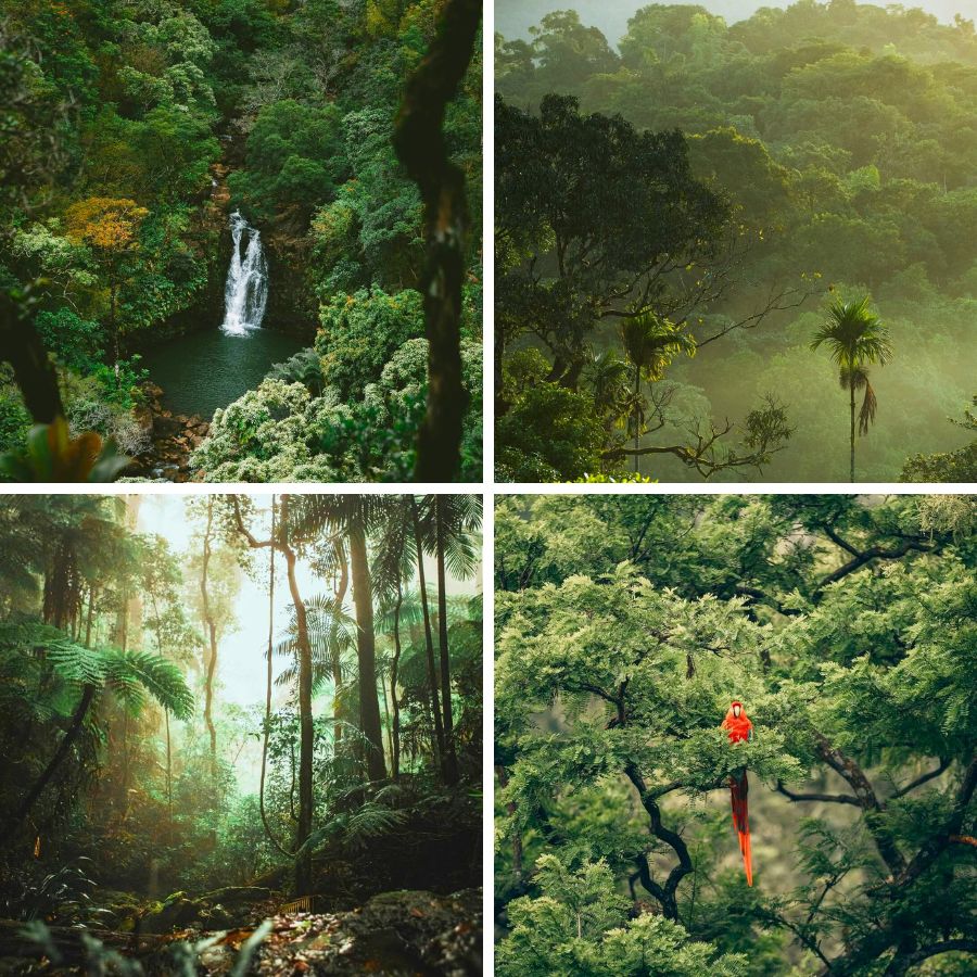 World Rainforest Day Is a Celebration of Our Green Guardians