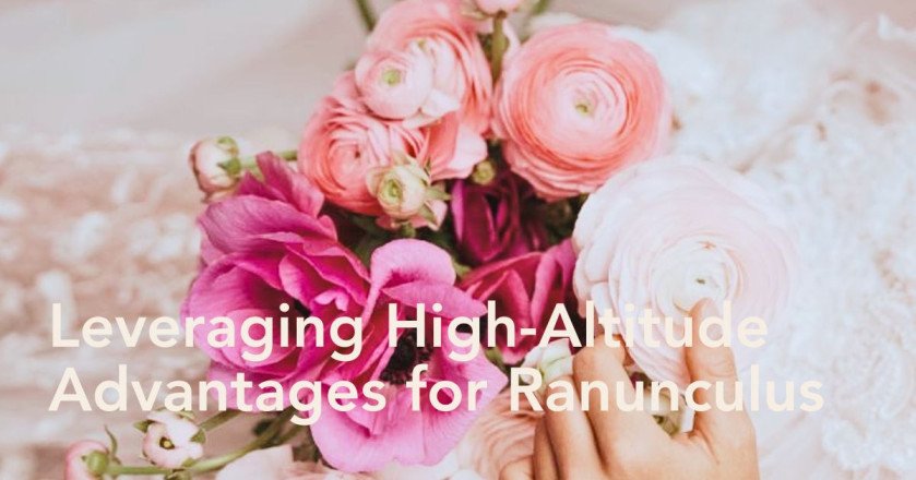 Tessa Ranunculus: A Bright Must-Have for Floral Pros