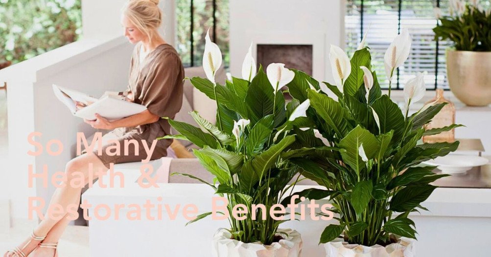 Air So Pure: Indoor Plants for Health & Planet