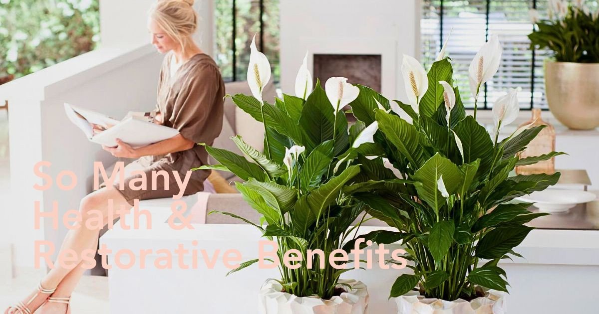 Air So Pure: Indoor Plants for Health & Planet