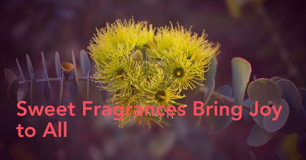5 Floral Remedies to Ease Coughs & Aid Lung Health