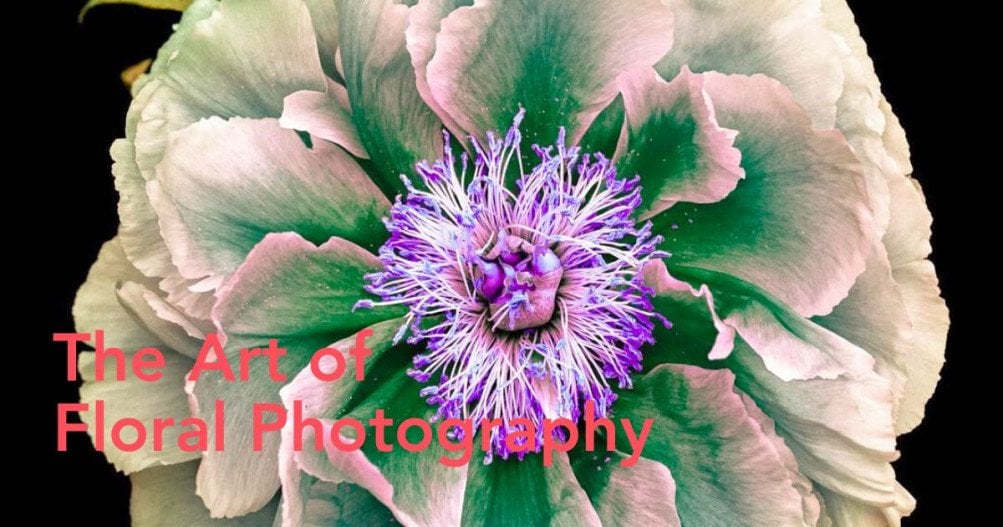 Eva Bartos Flower Photography Close up Detail and Light