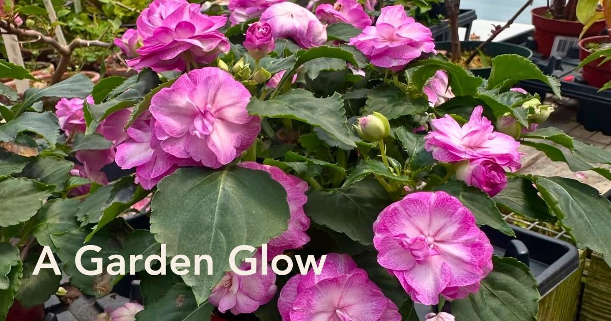 Impatiens Plant Guide: Growth, Care, and Varieties Explained