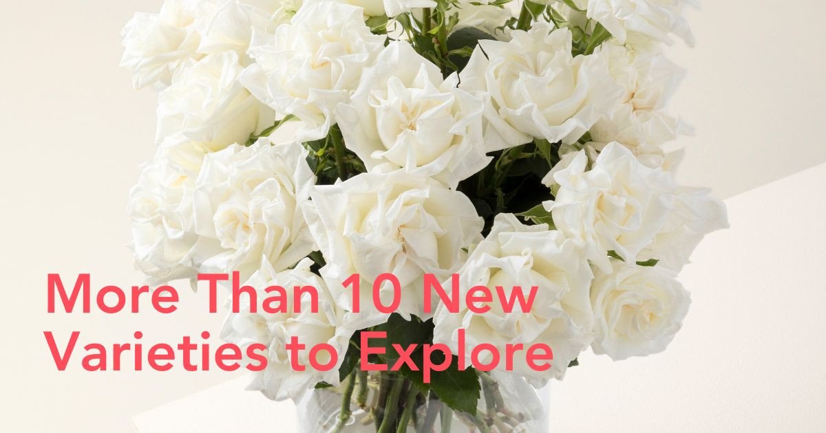 Rosaprima and Floraprima Announce Their 2025 New Variety Launch Event