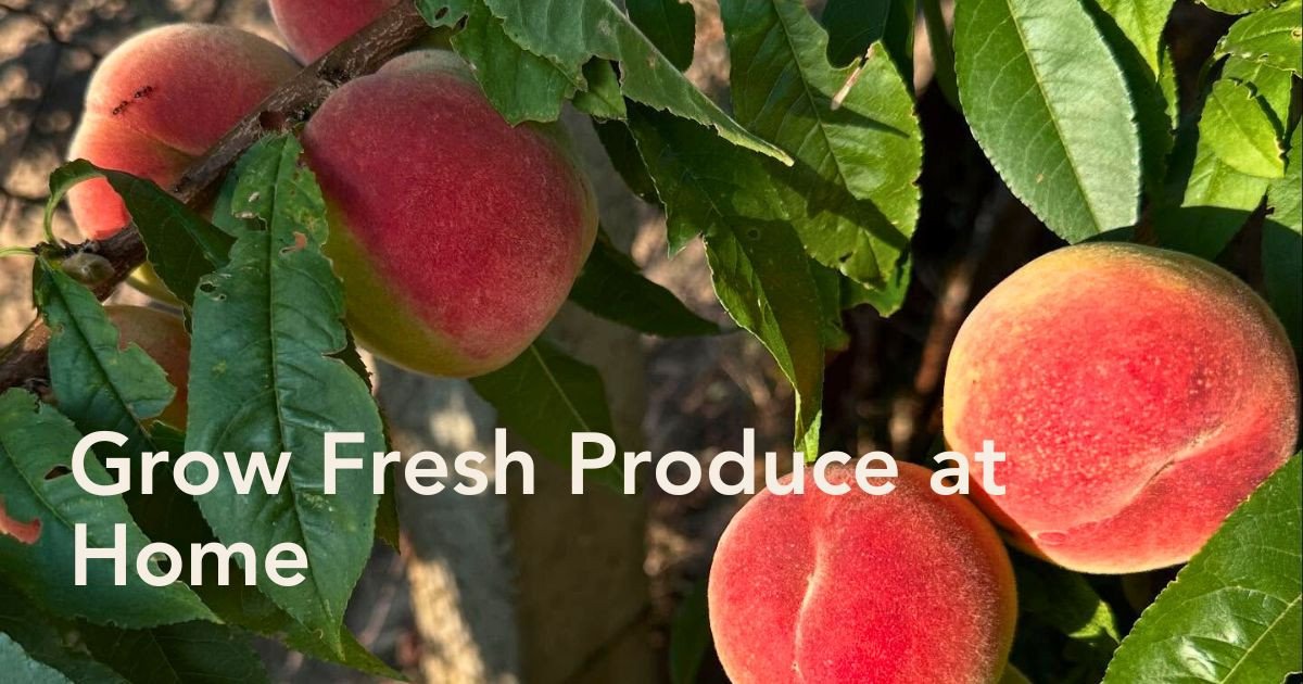 How to Plan and Plant a Productive Home Fruit Garden