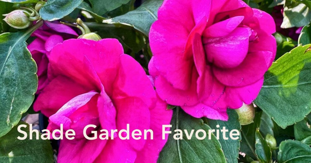 Seven Double Impatiens Varieties from Glimmer Series