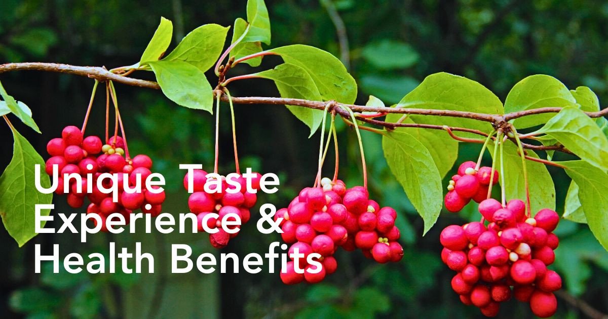 Complete Guide to Schisandra and Its Medicinal Benefits