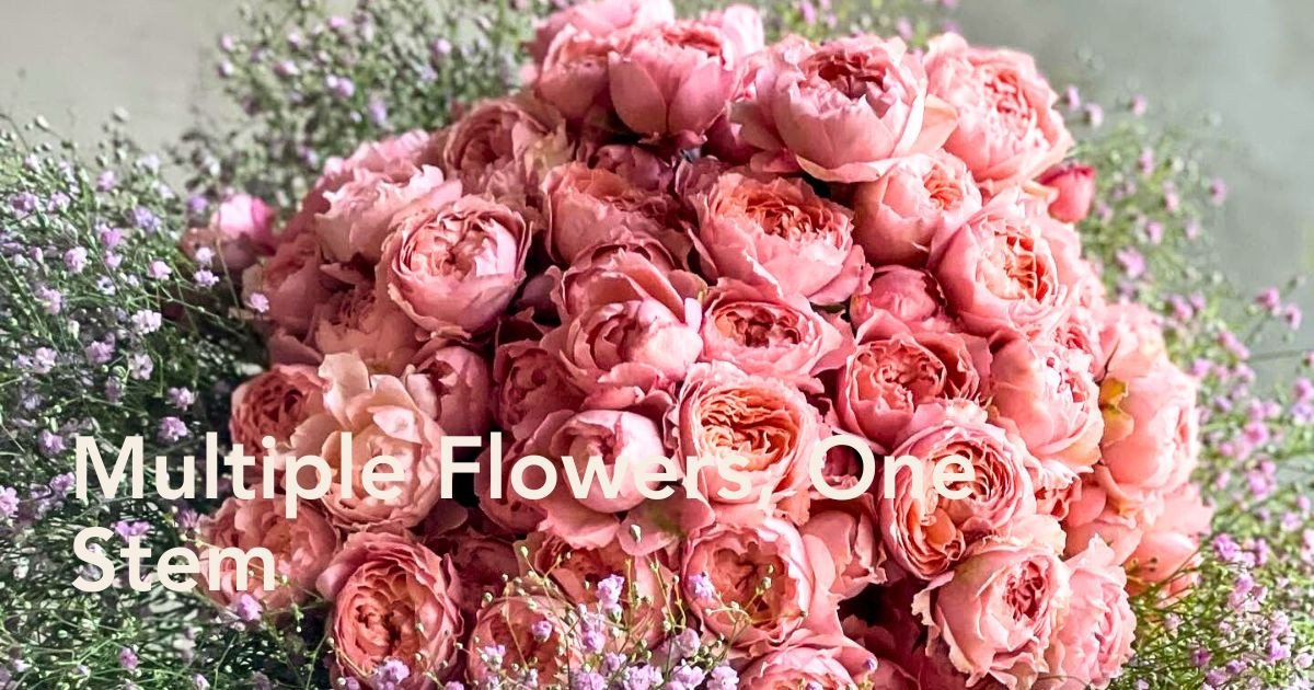Interplant Roses Innovation in Spray Rose Breeding