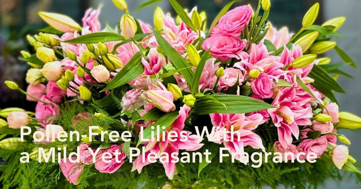 Guide To Roselily Flower Symbolism, Varieties and Care Tips