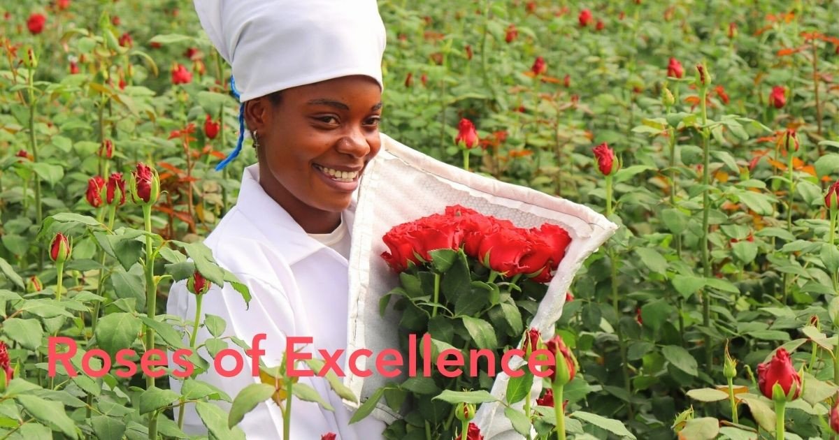 Top Kenyan Rose Varieties and Farms Behind Exports