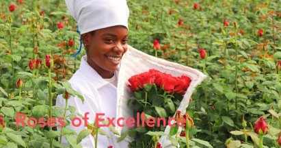 Top Kenyan Rose Varieties and Farms Behind Exports