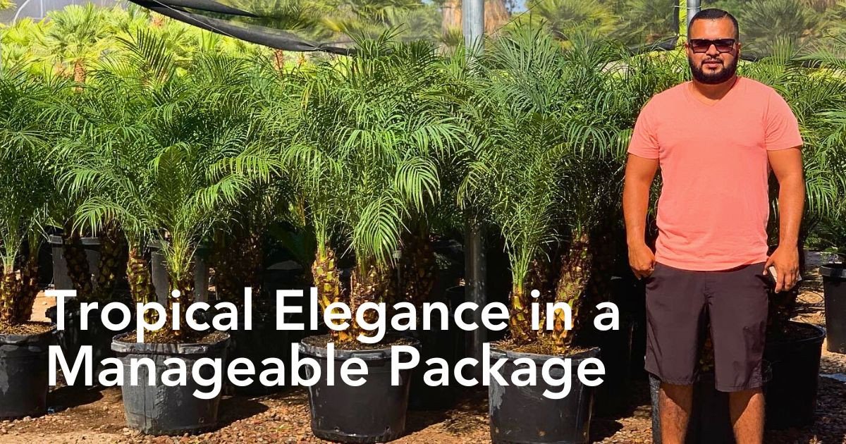 Pygmy Date Palm, Also Called Dwarf or Miniature Date Palm