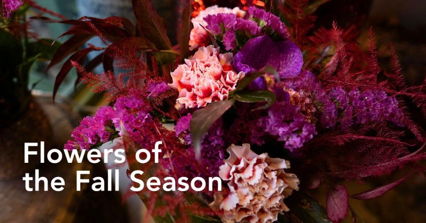 10 Typical Autumn Flowers That You Can Try in Your Designs