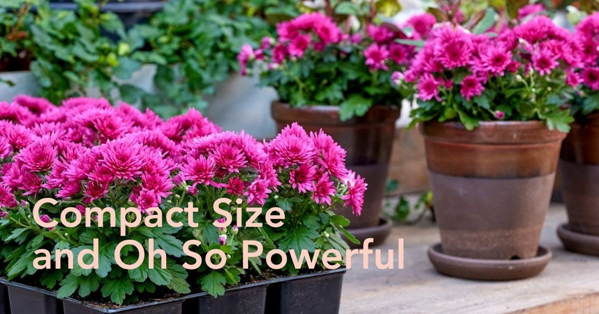 Multiflora PaX Garden Mums With Weeks of Bloom