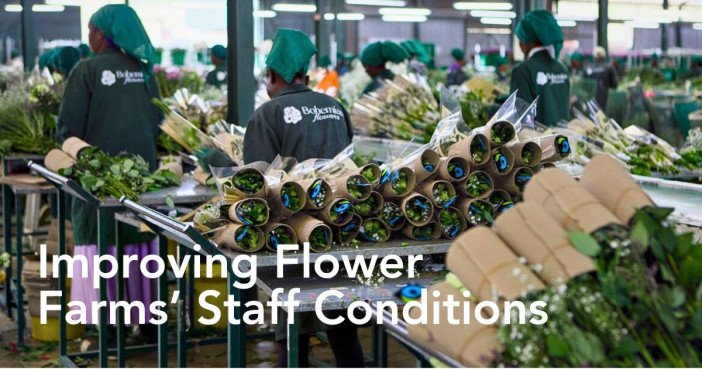 How Fairtrade Is Changing the Lives of Flower Farm Staff in Kenya
