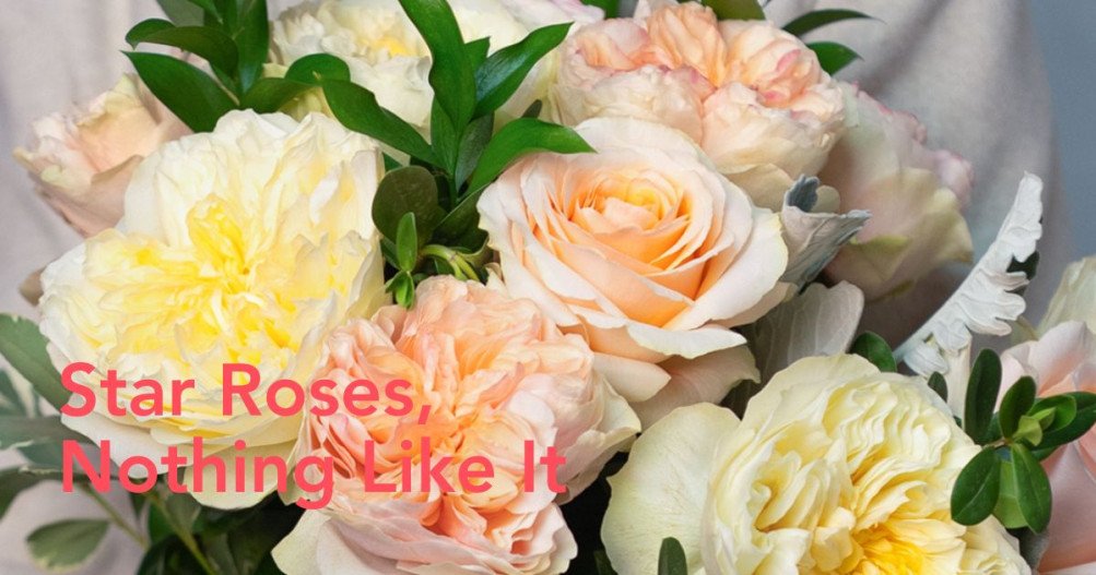 Star Roses Launches 30 New Varieties for 2025