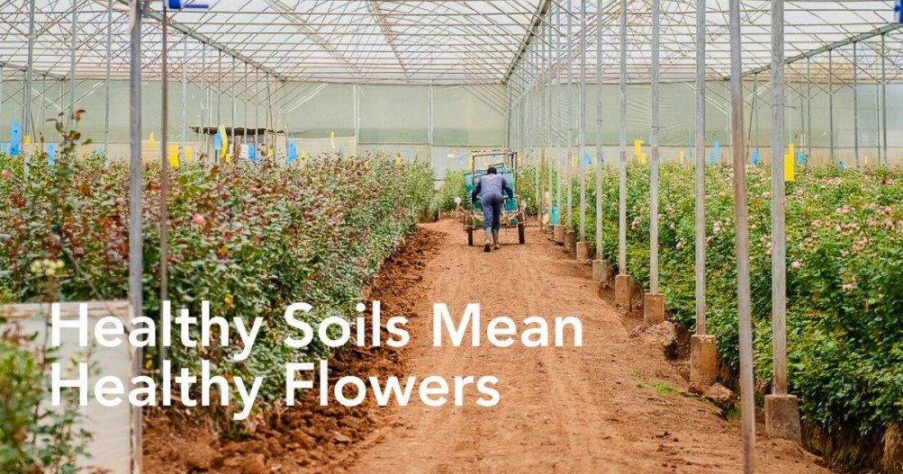 Tambuzi Soil Health Practices Behind KFC Award