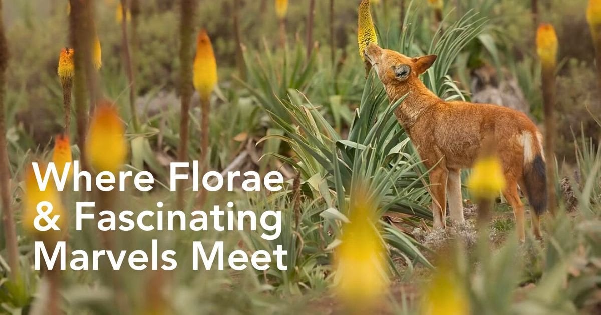 Ethiopia, Where Flowers and Natural Ancient Wonders Meet