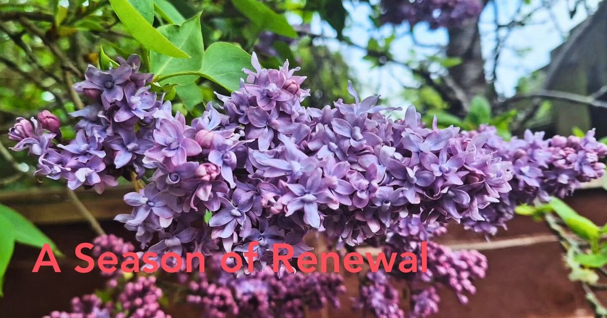Lilac Flower Meaning, Symbolism and Significance in Life Events